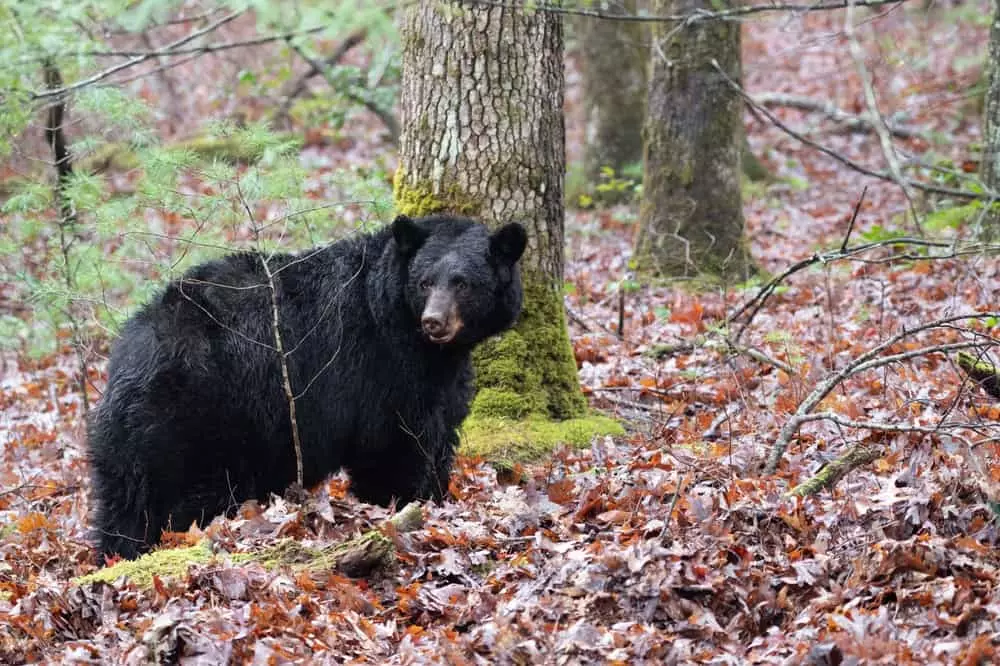 Do Smoky Mountain Black Bears Hibernate?